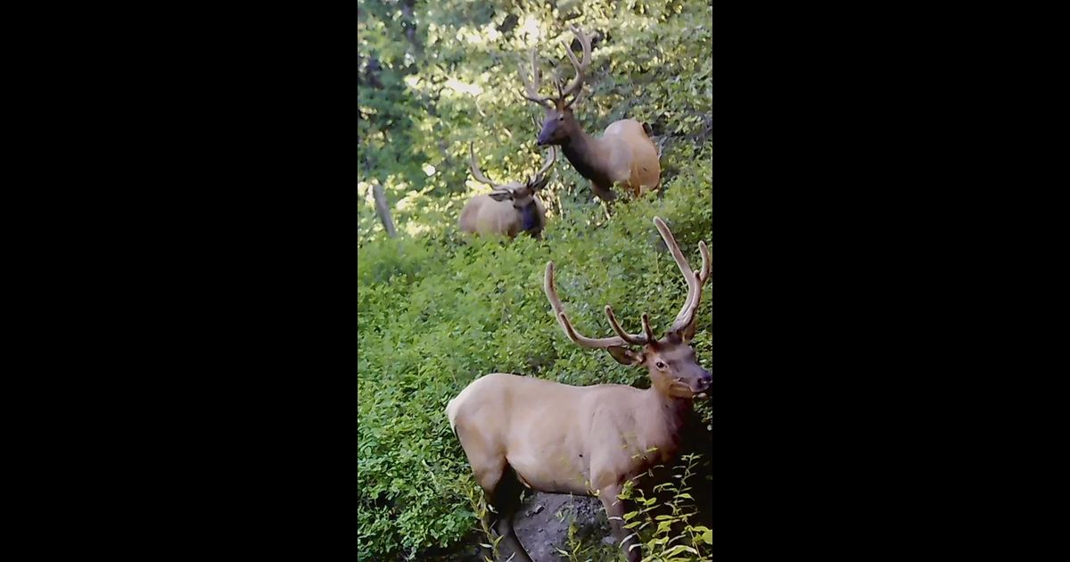 Blog | Restoring Wildlife | Wolf Prairie Ranch